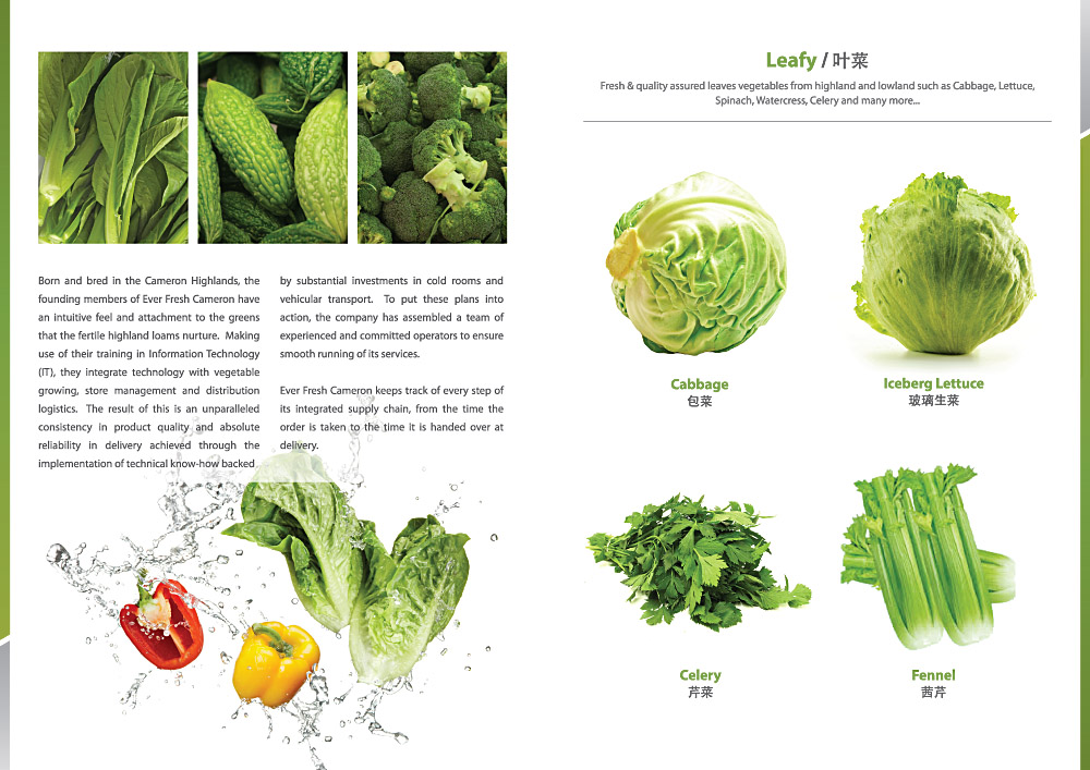 Ever Fresh Cameron catalog design | SurfLoft